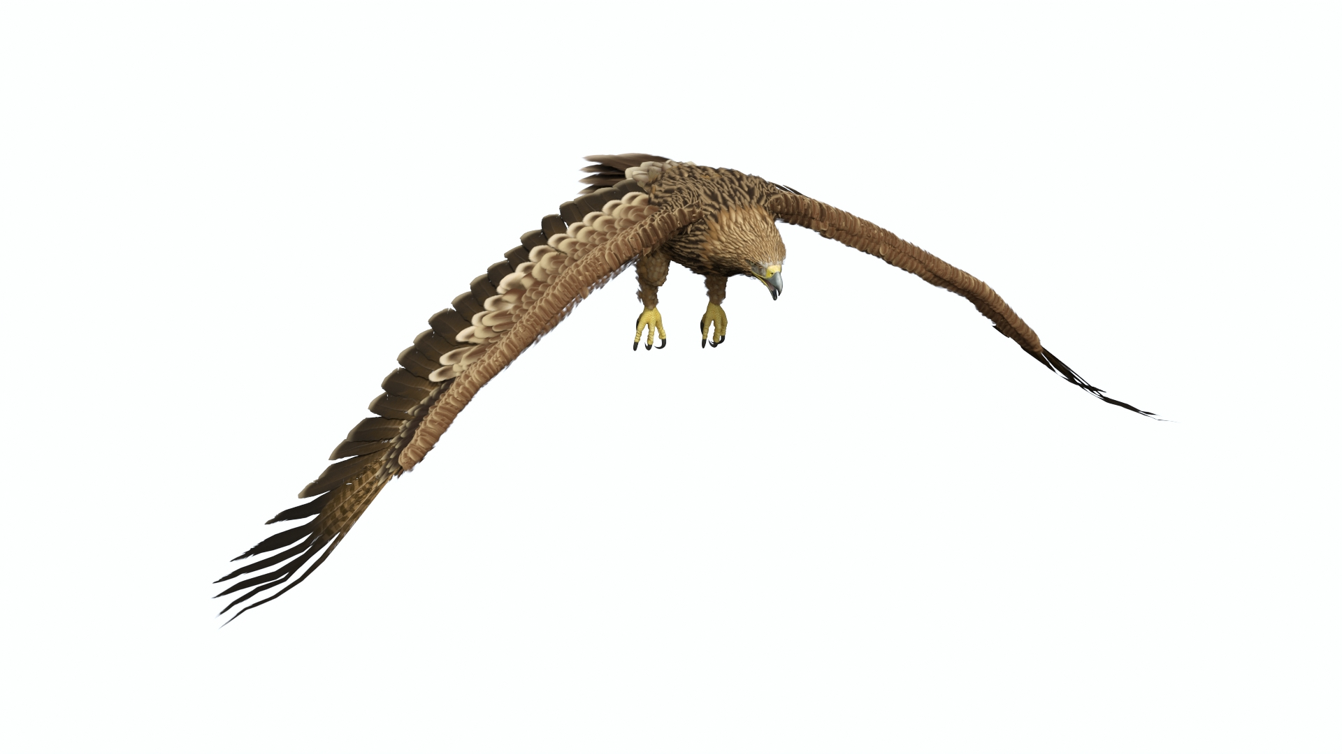 3D Realistic Imperial Eagle Flying Model - TurboSquid 2250023
