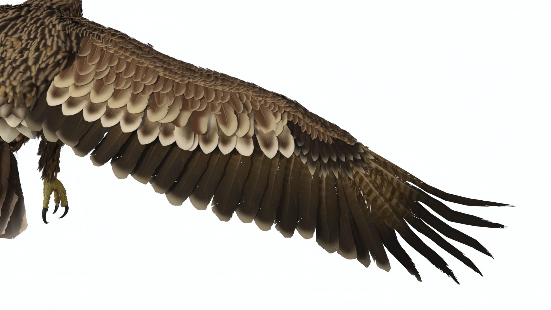 3D Realistic Imperial Eagle Flying Model - TurboSquid 2250023