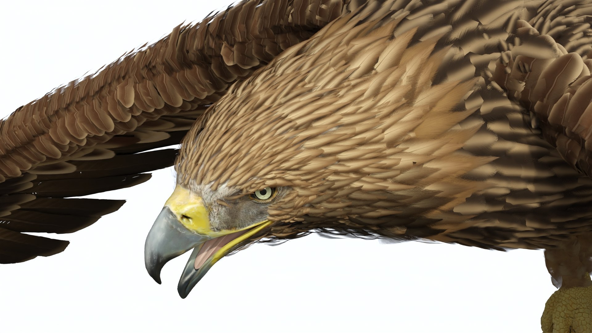 3D Realistic Imperial Eagle Flying Model - TurboSquid 2250023