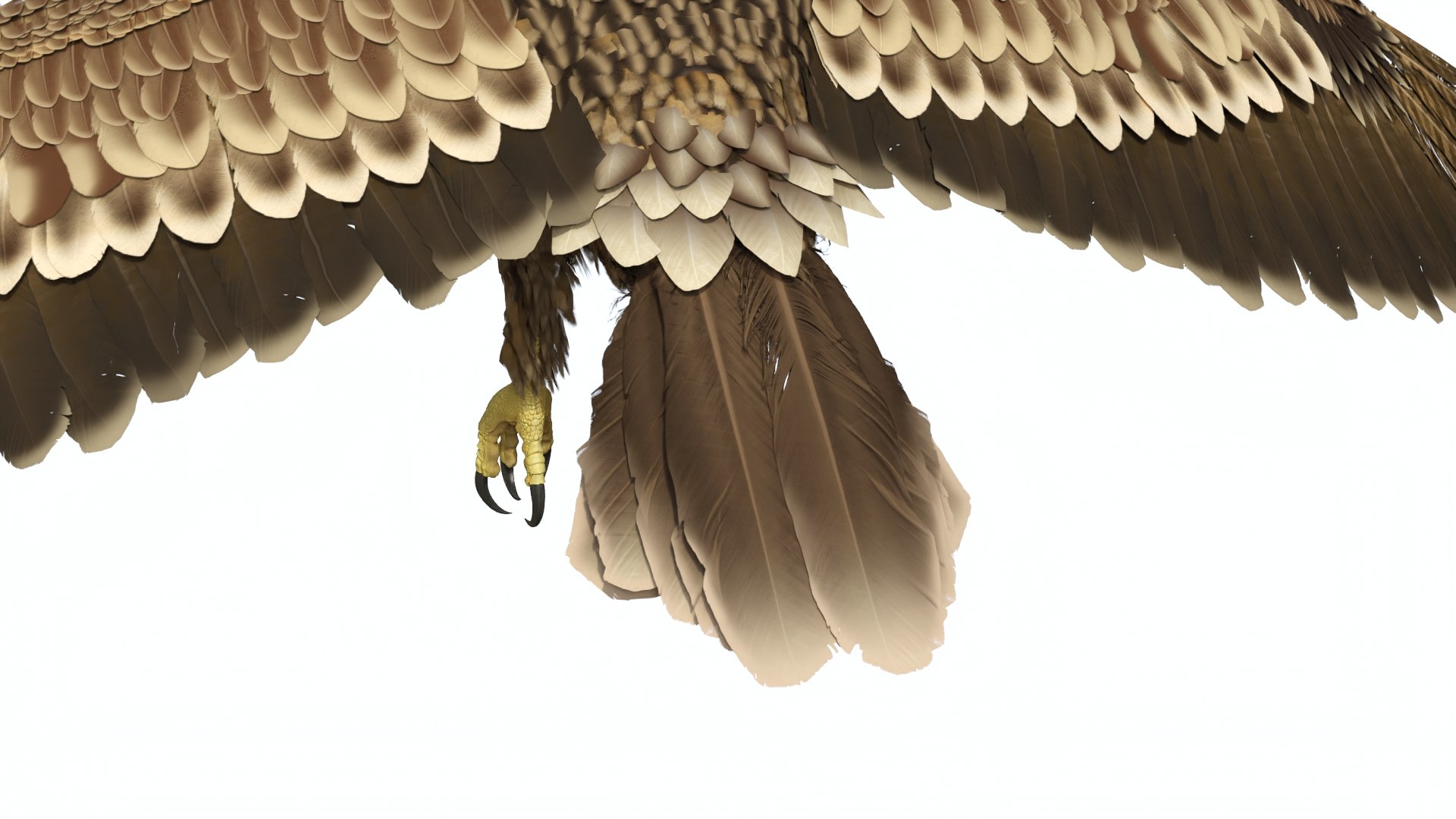 3D Realistic Imperial Eagle Flying Model - TurboSquid 2250023