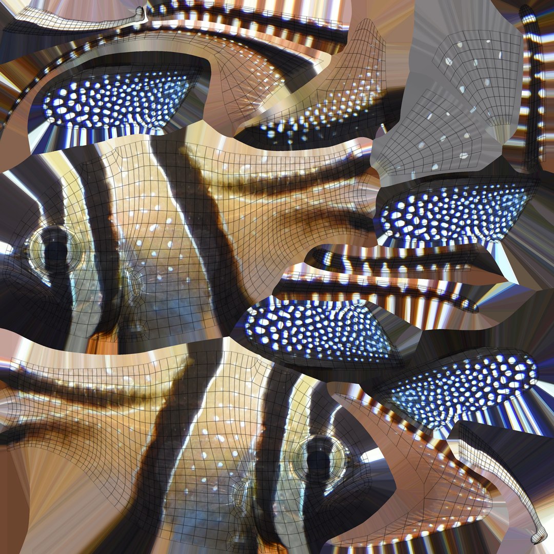 Banggai Cardinalfish 3D Model - TurboSquid 1424021