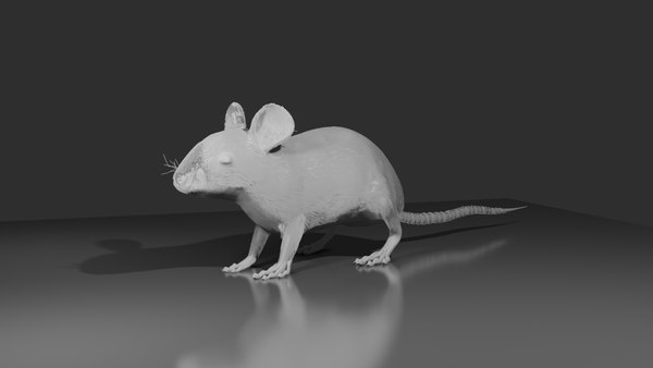 Modelo 3D de rato Modelo 3D - TurboSquid 1717558
