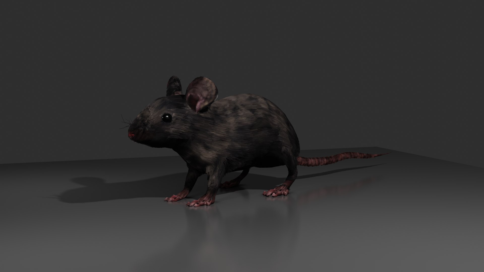 3D model Rat 3d Model - TurboSquid 1717558