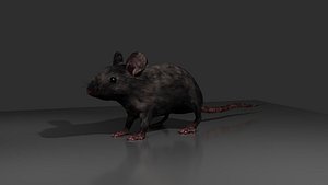 Blender Rat Models | TurboSquid
