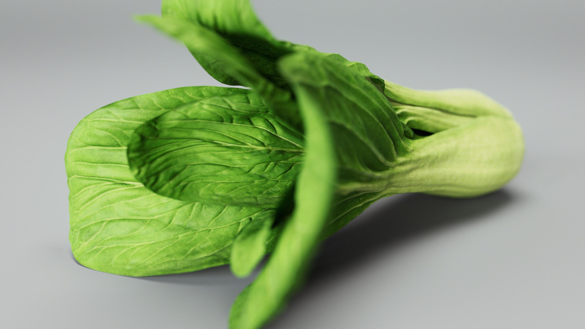 Bok Choy 3D Model - TurboSquid 2169690
