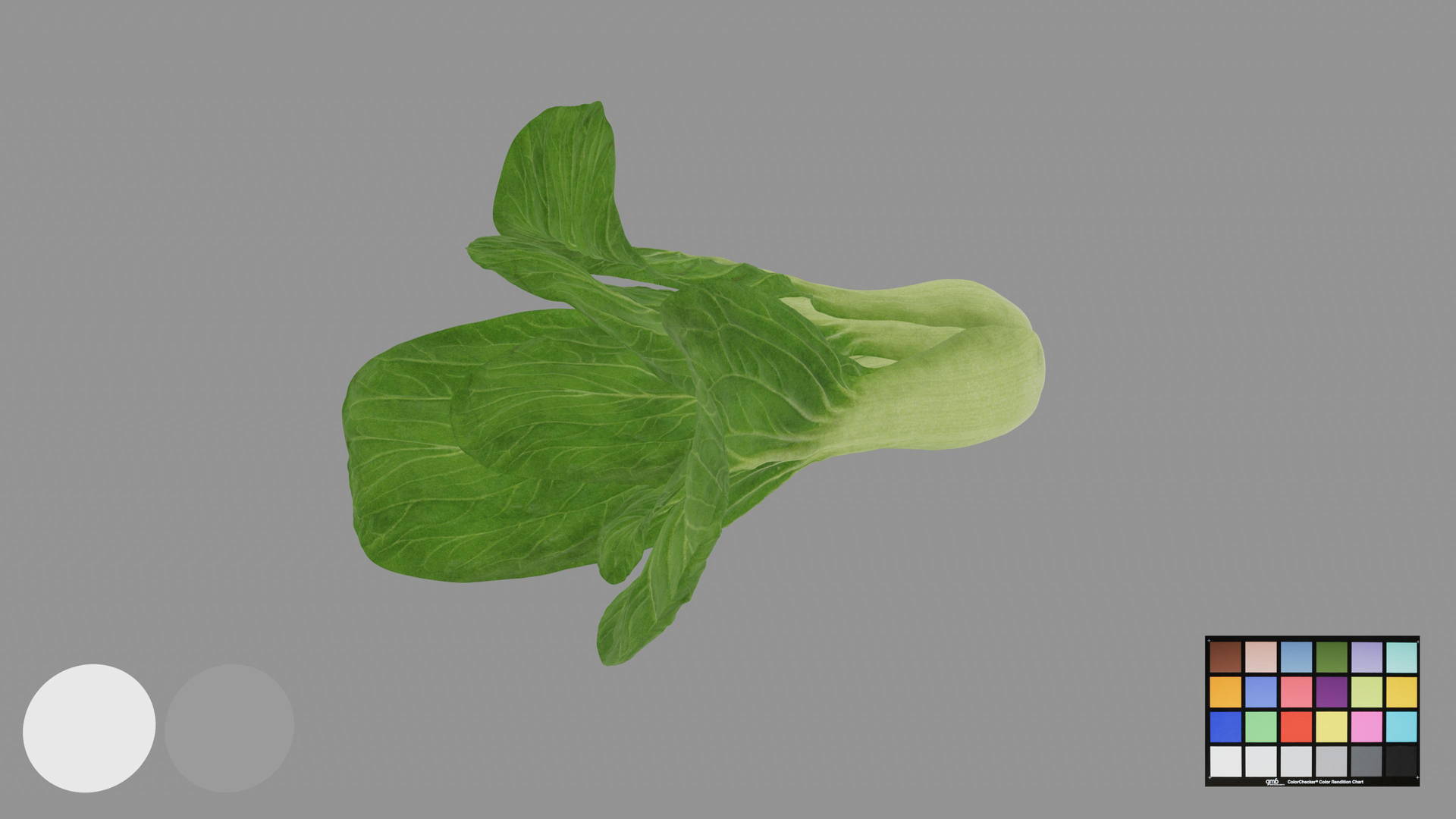Bok Choy 3D Model - TurboSquid 2169690