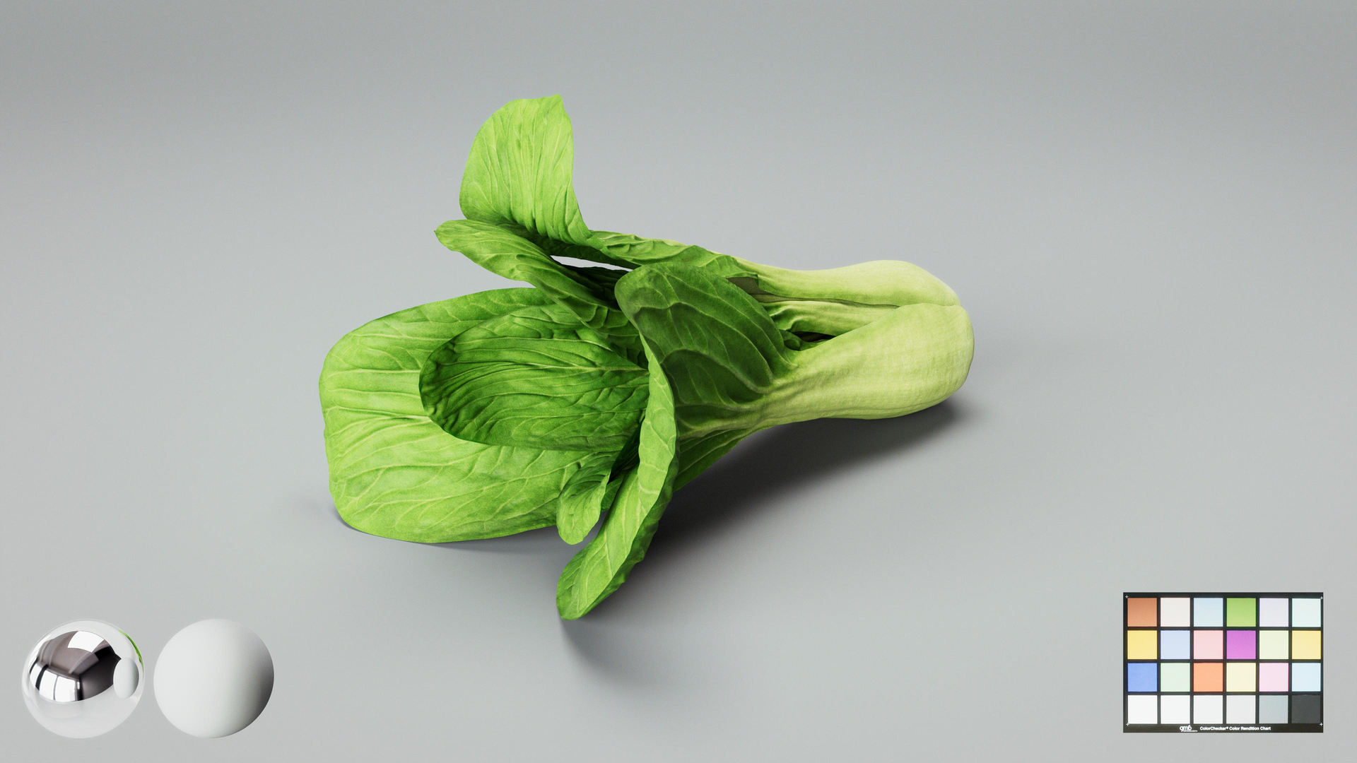 Bok Choy 3D Model - TurboSquid 2169690