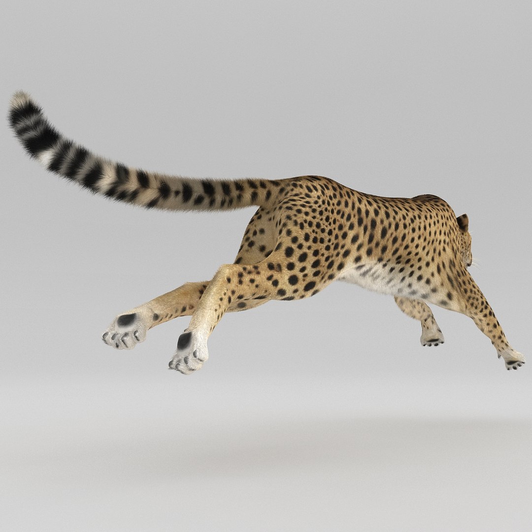Cheetah 2 Pose Fur 3d Model