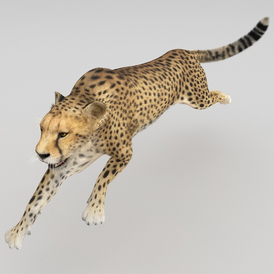 Cheetah 2 Pose Fur 3d Model