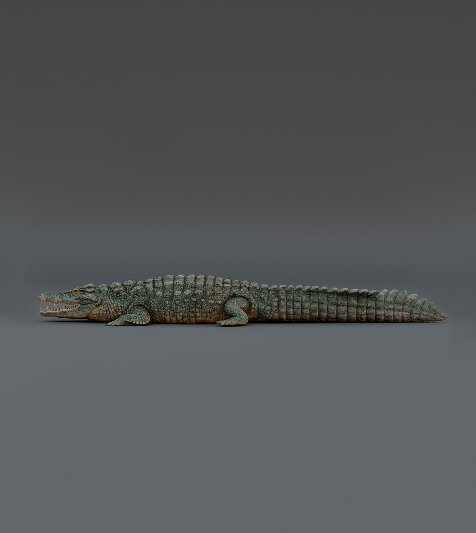 Crocodile 3D Model - TurboSquid 2298520