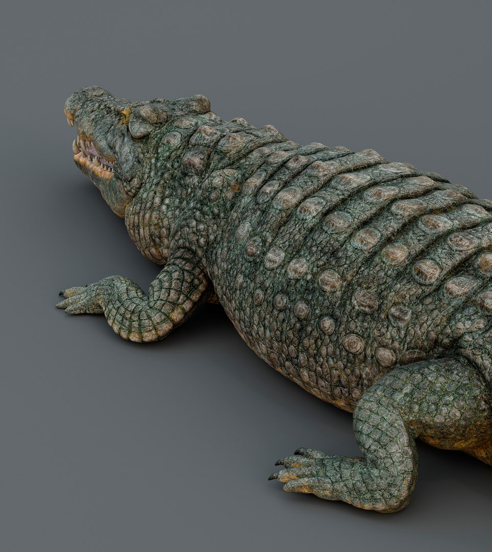 Crocodile 3D Model - TurboSquid 2298520