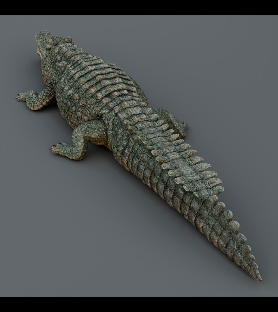 Crocodile 3D Model - TurboSquid 2298520