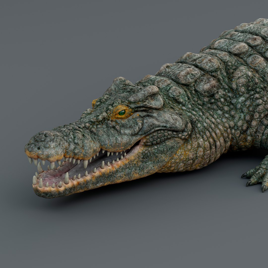 Crocodile 3D Model - TurboSquid 2298520
