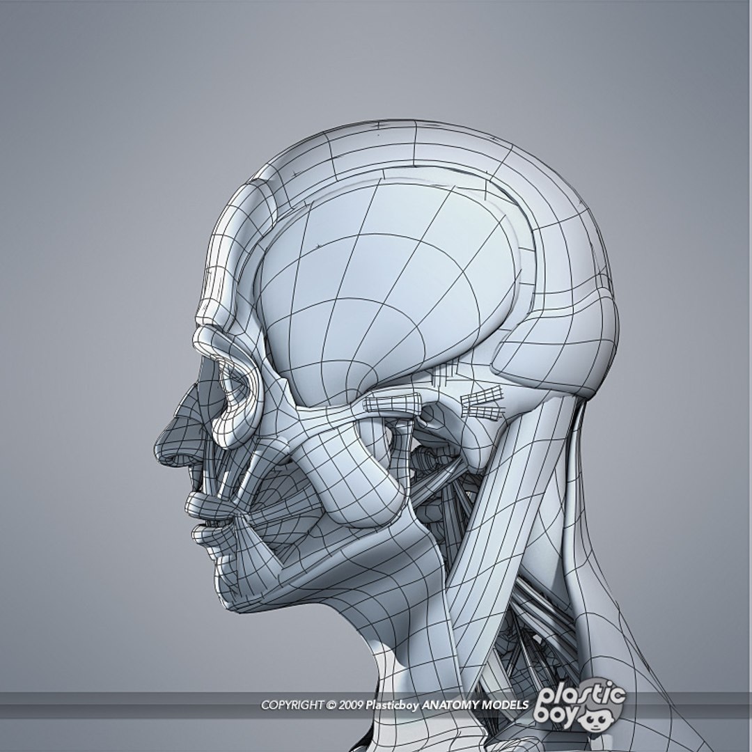3d medically muscular skeleton model
