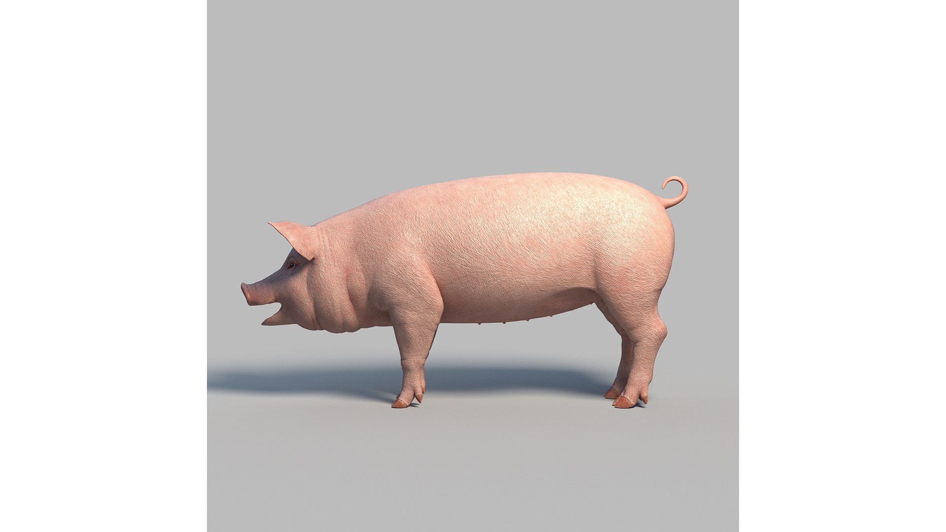 Pig Rigged 3D Model - TurboSquid 1616259