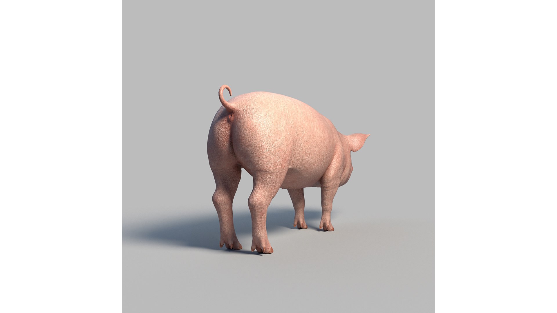 Pig Rigged 3D Model - TurboSquid 1616259