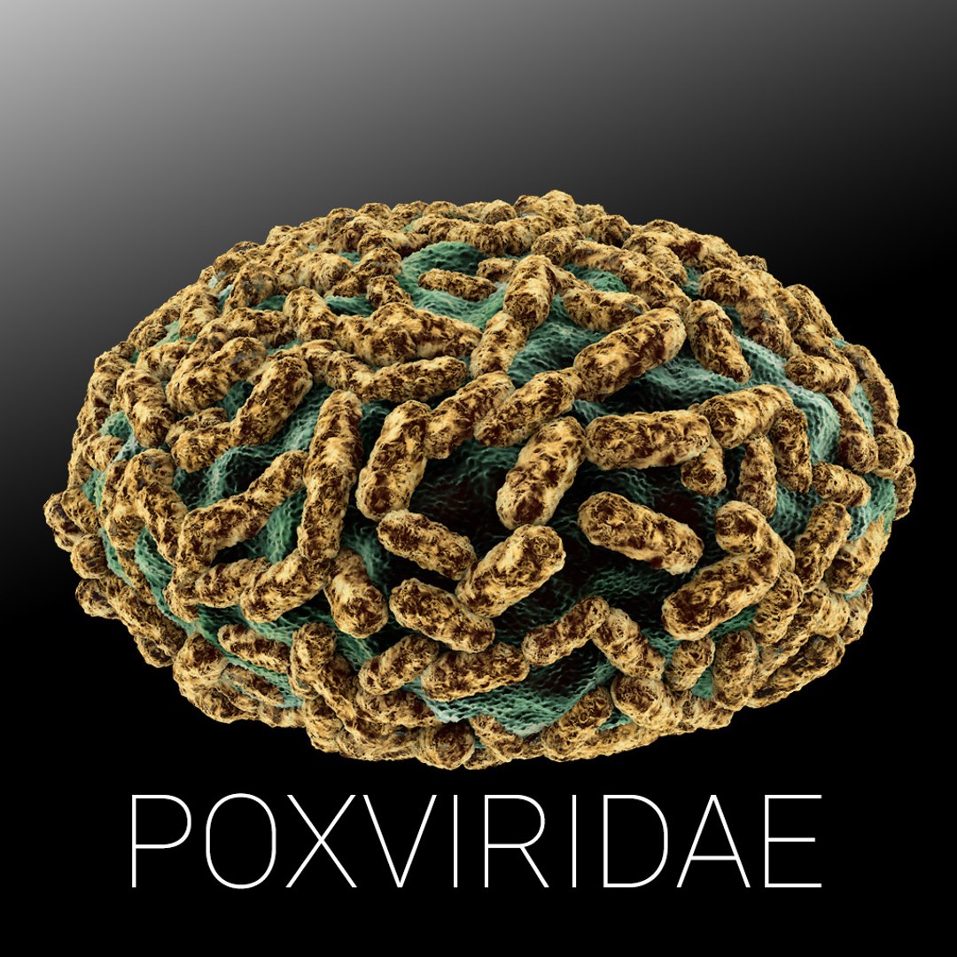 3D Poxviridae Smallpox - TurboSquid 1657598