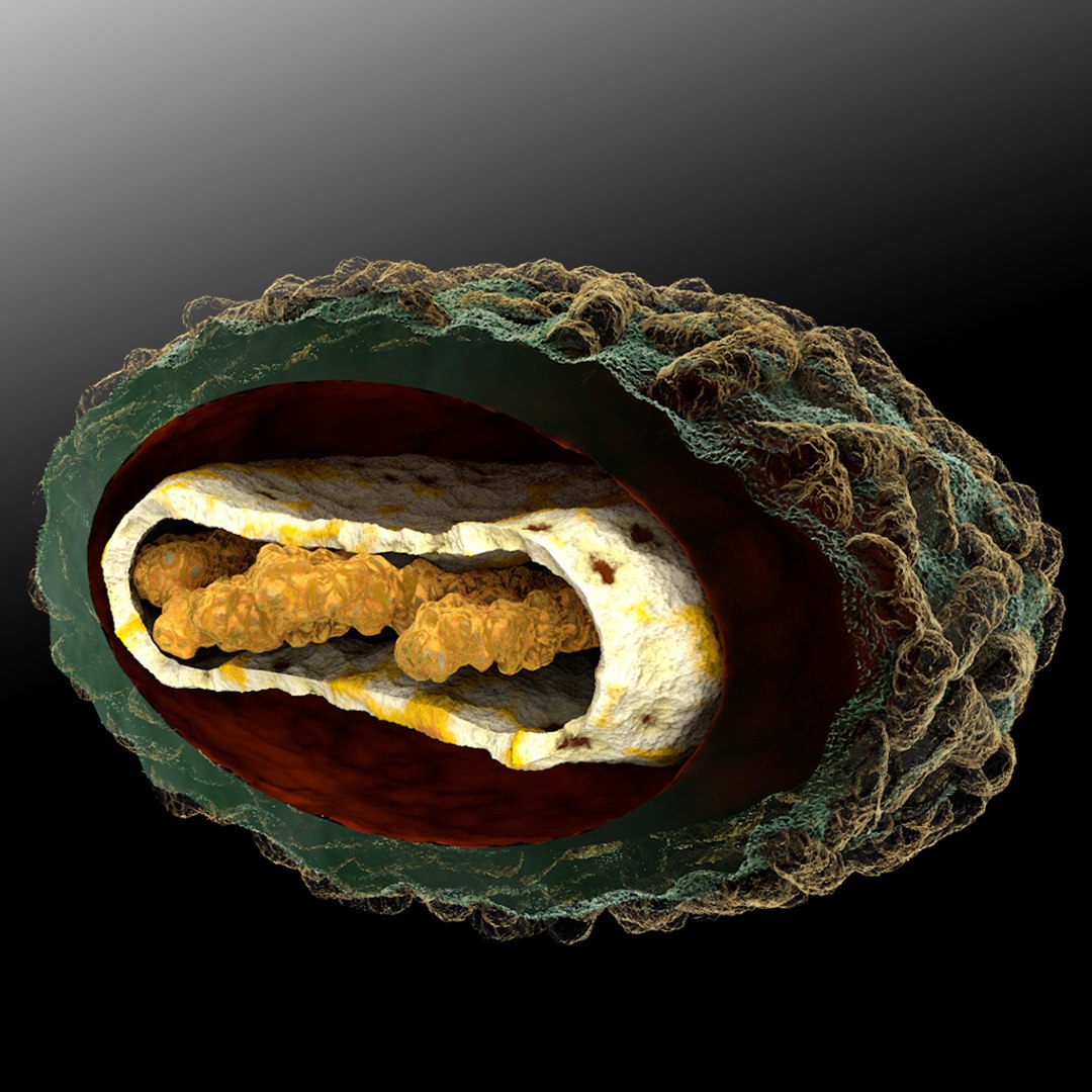 3D Poxviridae Smallpox - TurboSquid 1657598