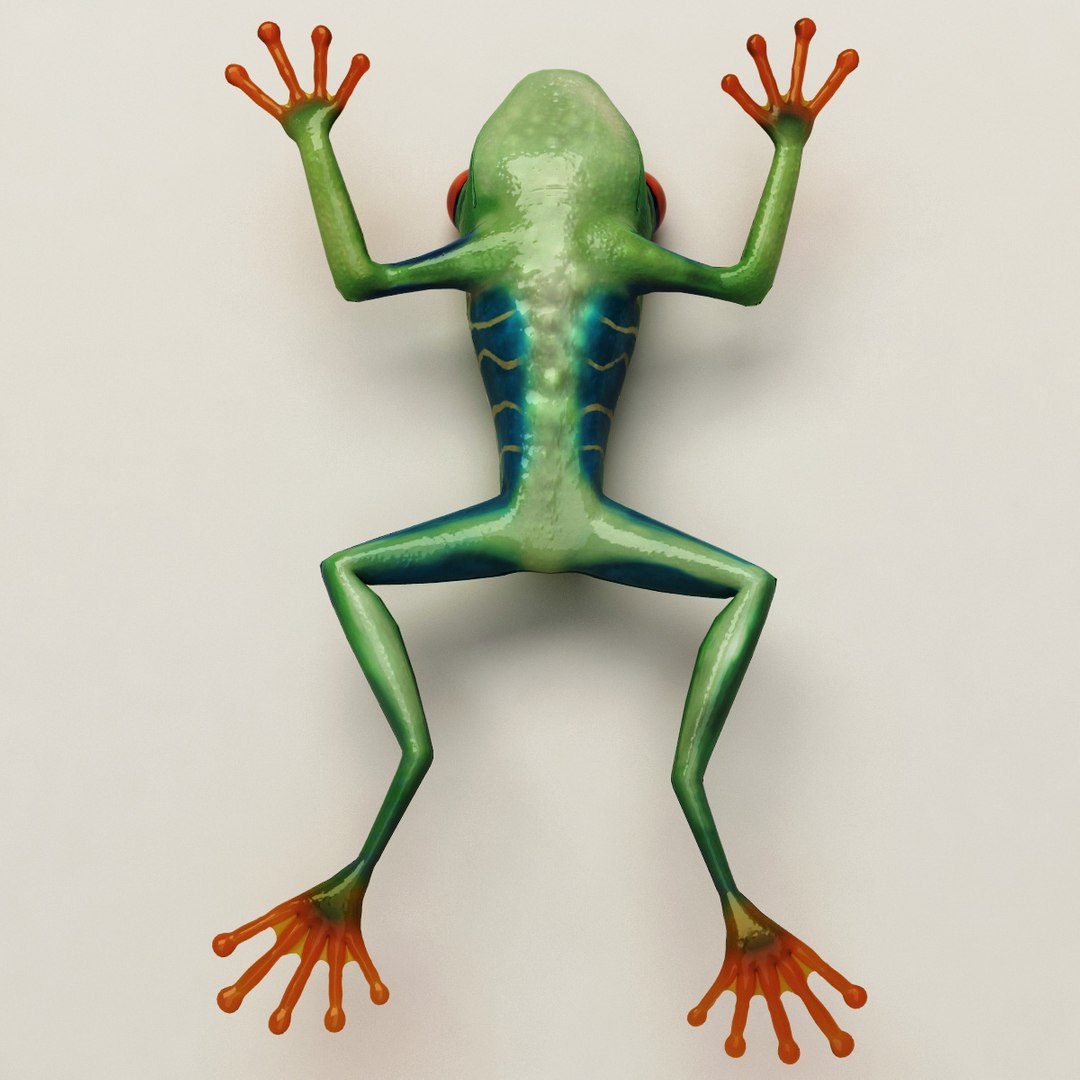 3d Red Eyed Tree Frog