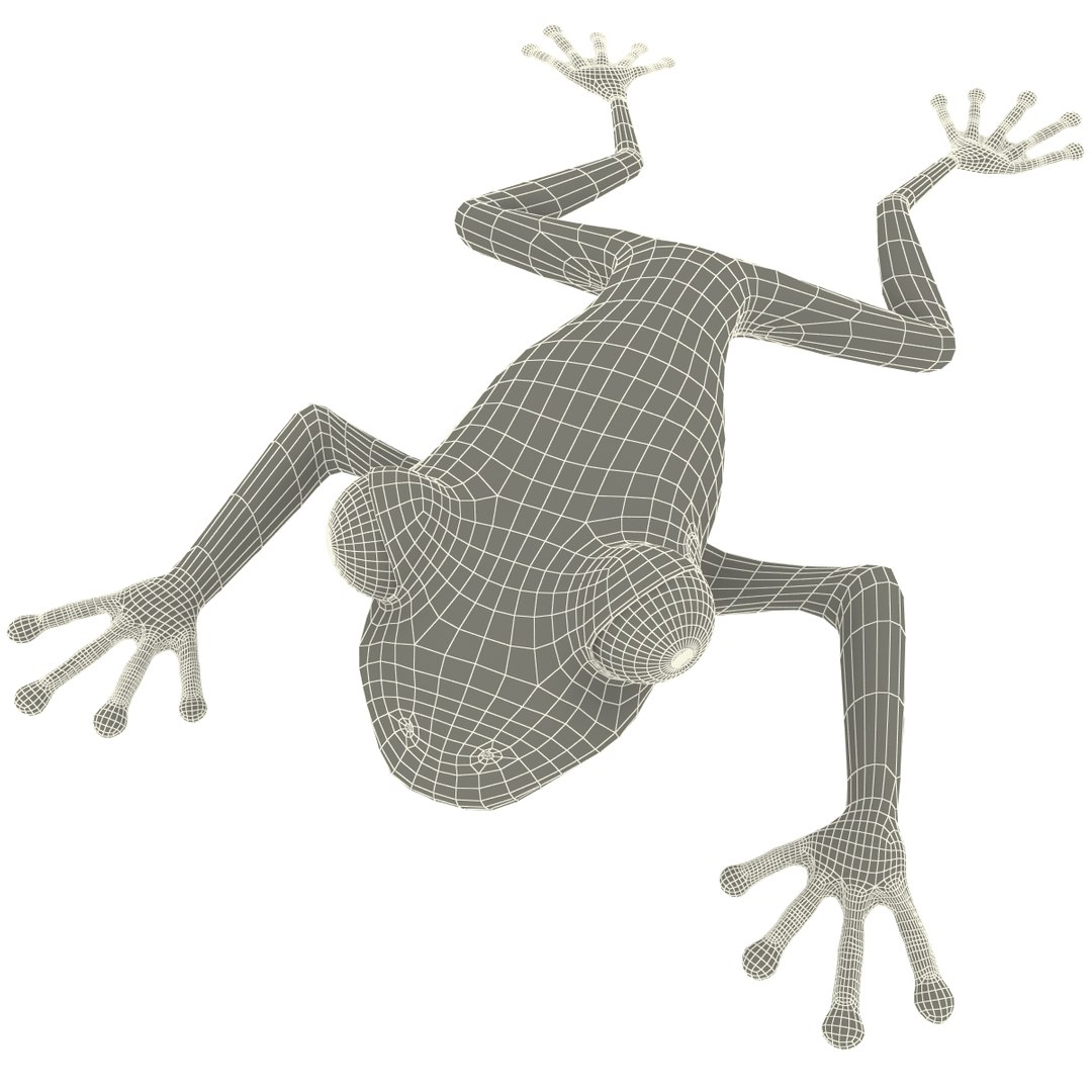 3d Red Eyed Tree Frog