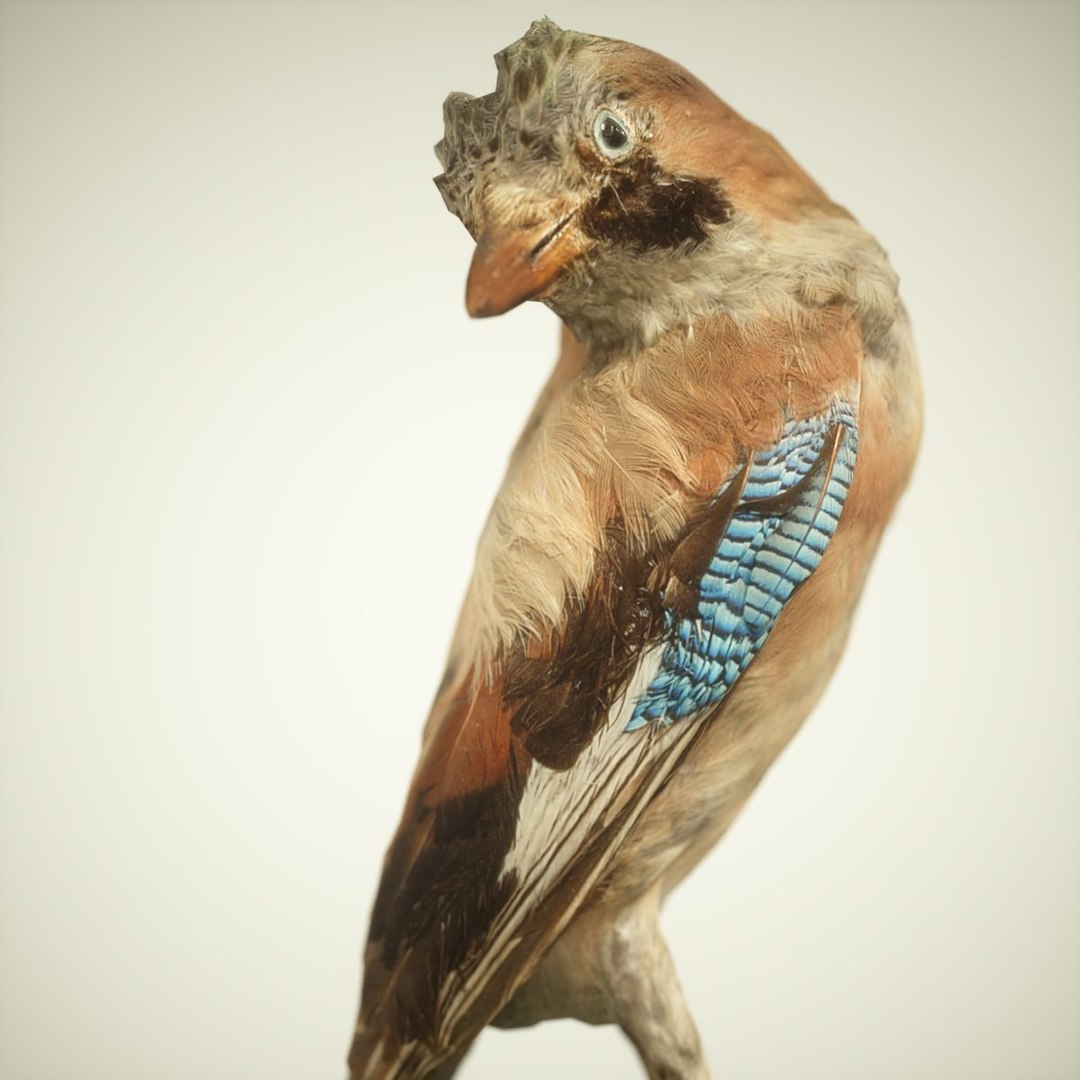 3D animal digital photogrammetry model - TurboSquid 1162983