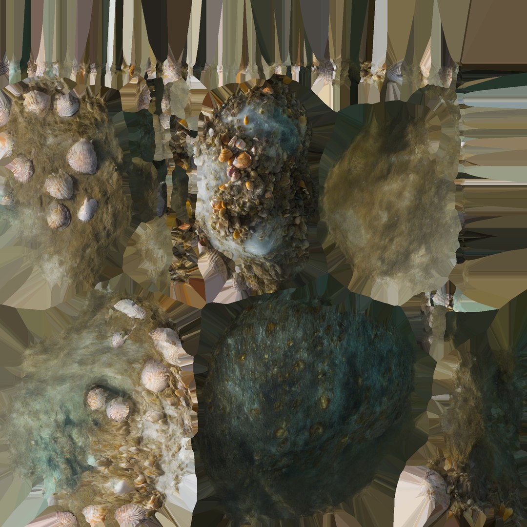 Coral Reef Marine Life 3D Model - TurboSquid 2339957