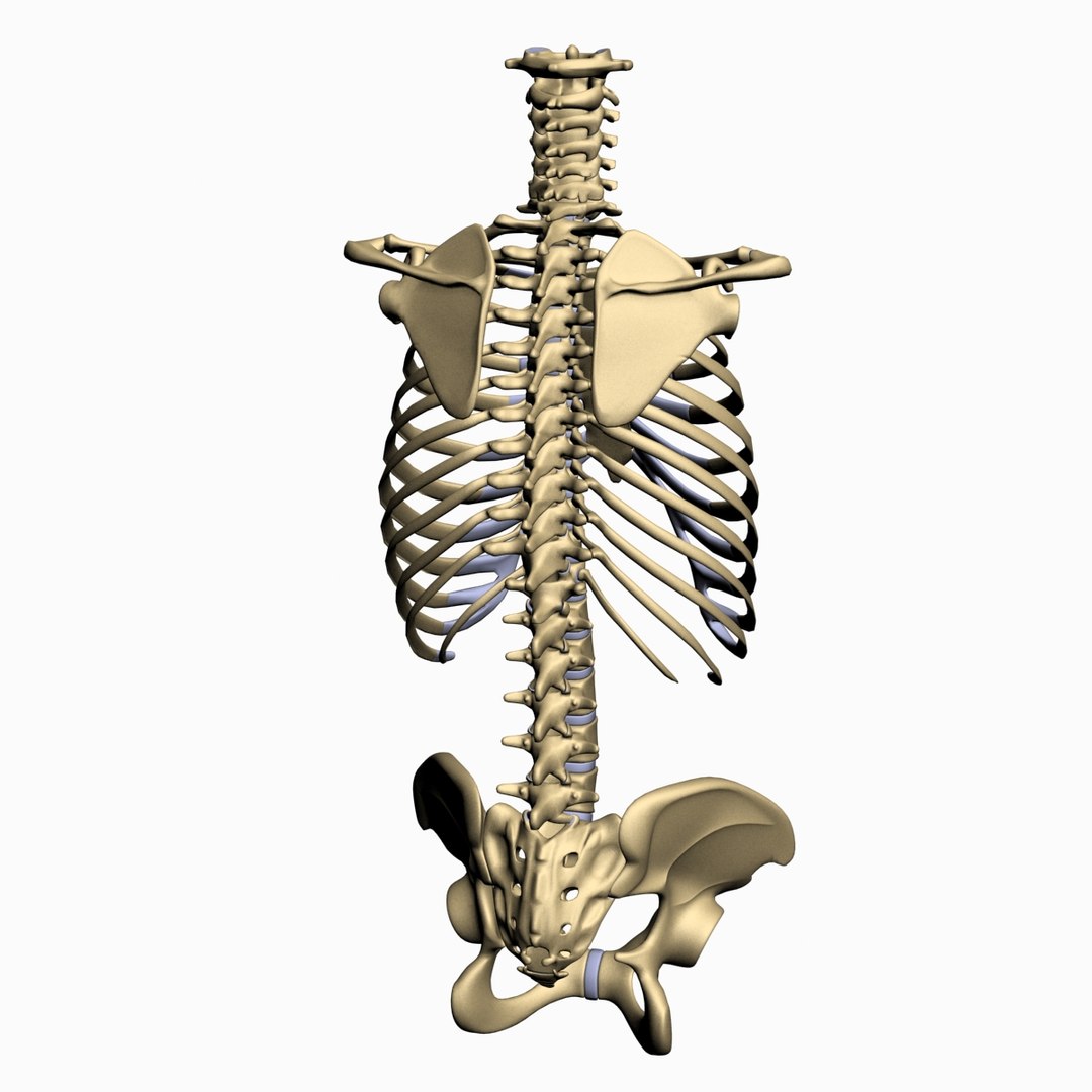 Max Thorax Bones Anatomy
