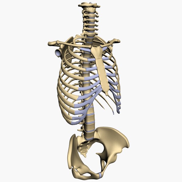 3D Thorax Models | TurboSquid