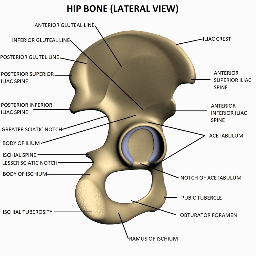 Max Thorax Bones Anatomy