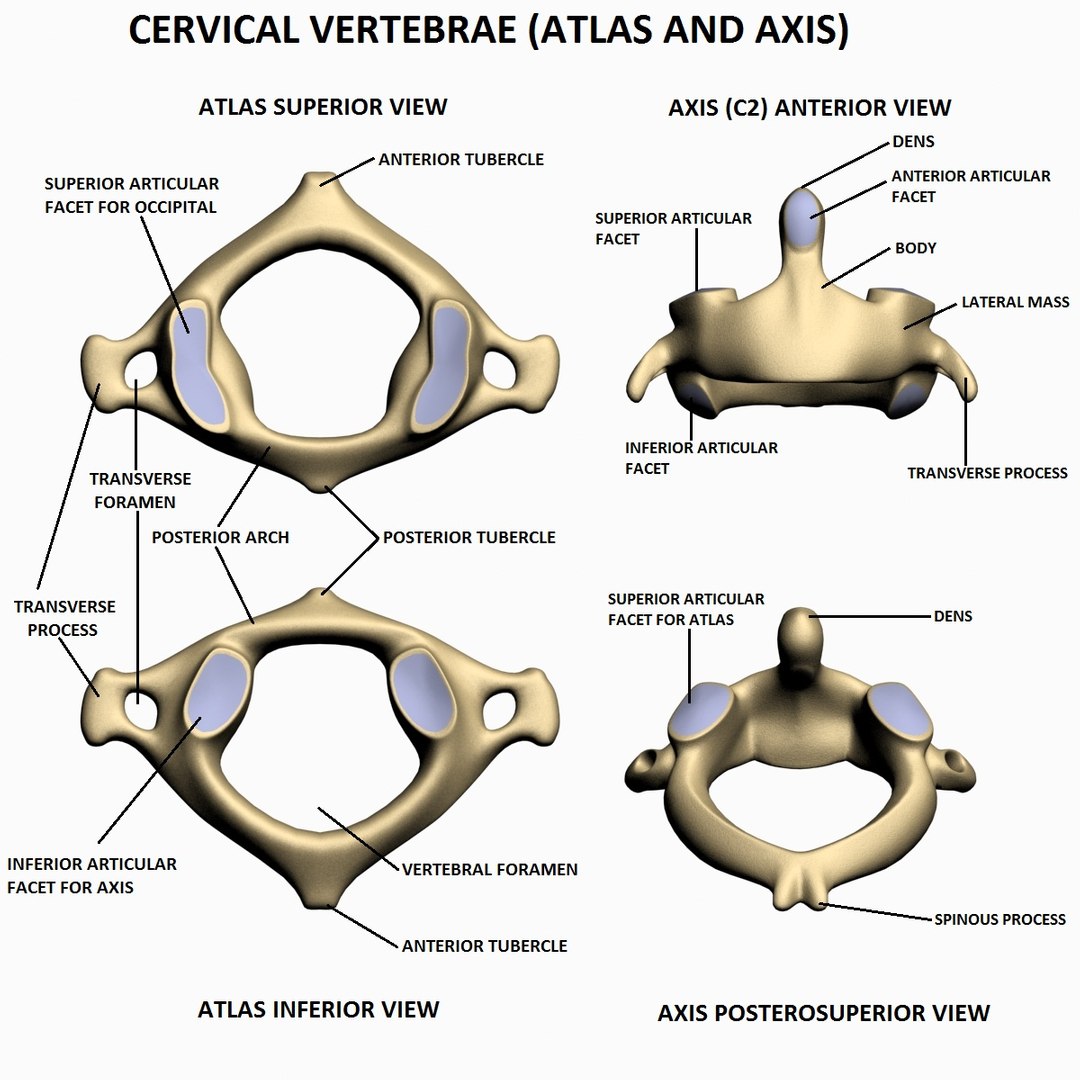 Max Thorax Bones Anatomy