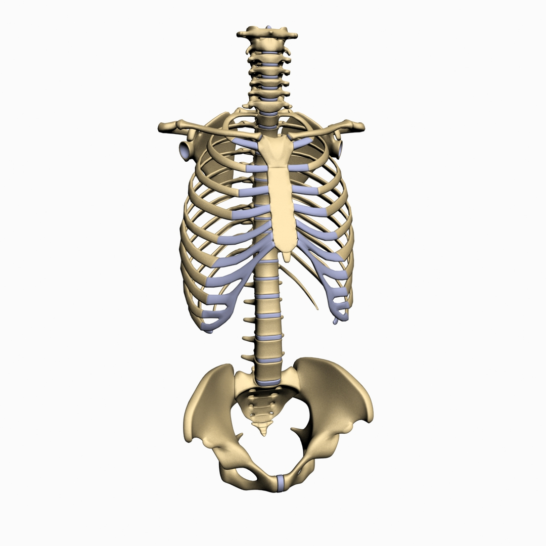 Max Thorax Bones Anatomy