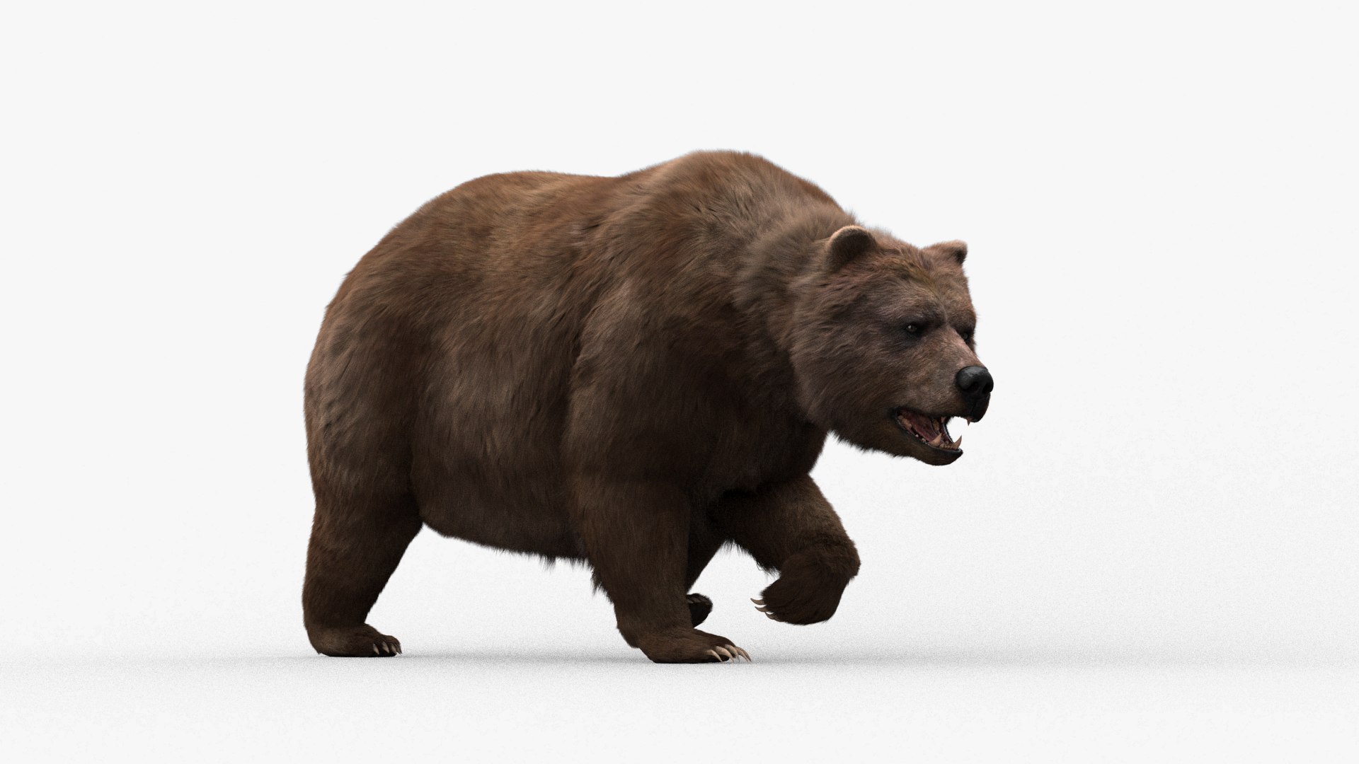 3D Model Bear Fur Hair Animation - TurboSquid 1421488