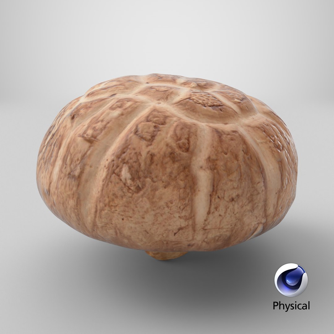 3D Model Shiitake Mushroom - Photo Scan - TurboSquid 2516800
