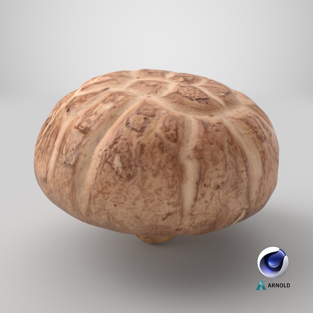 3D Model Shiitake Mushroom - Photo Scan - TurboSquid 2516800