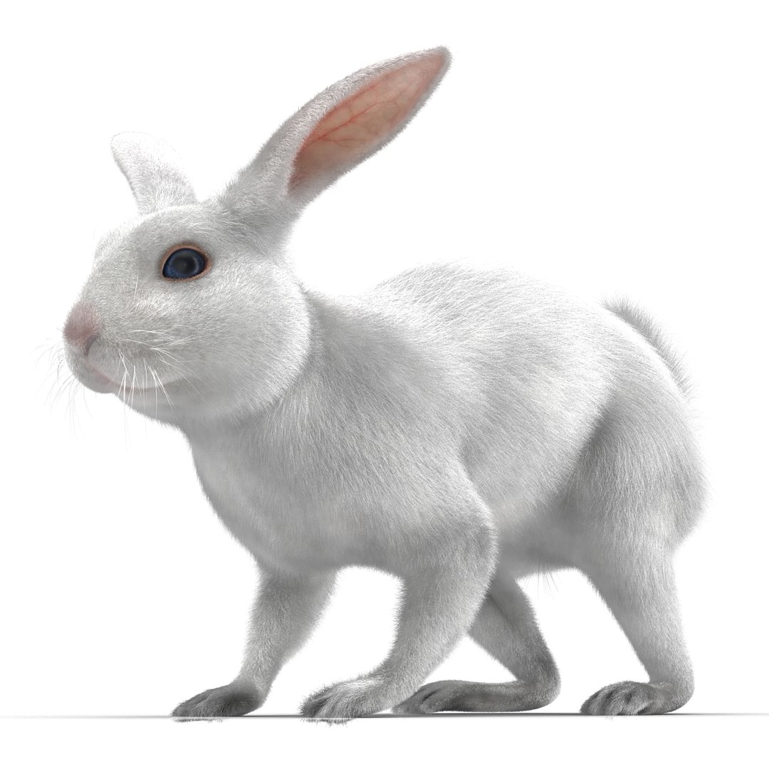 3d white rabbit rigged