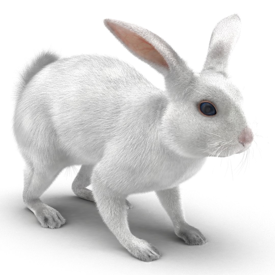 3d white rabbit rigged