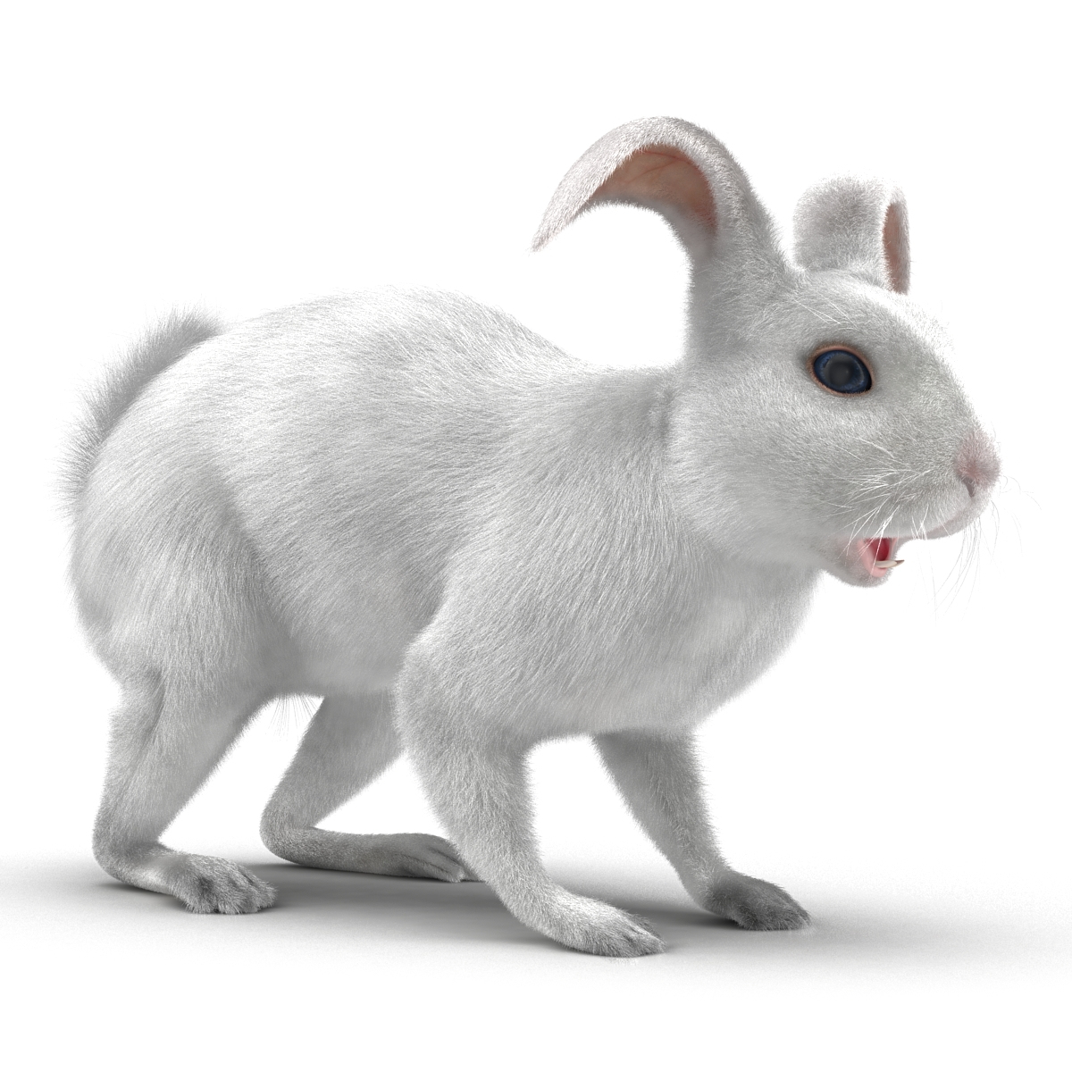 3d white rabbit rigged