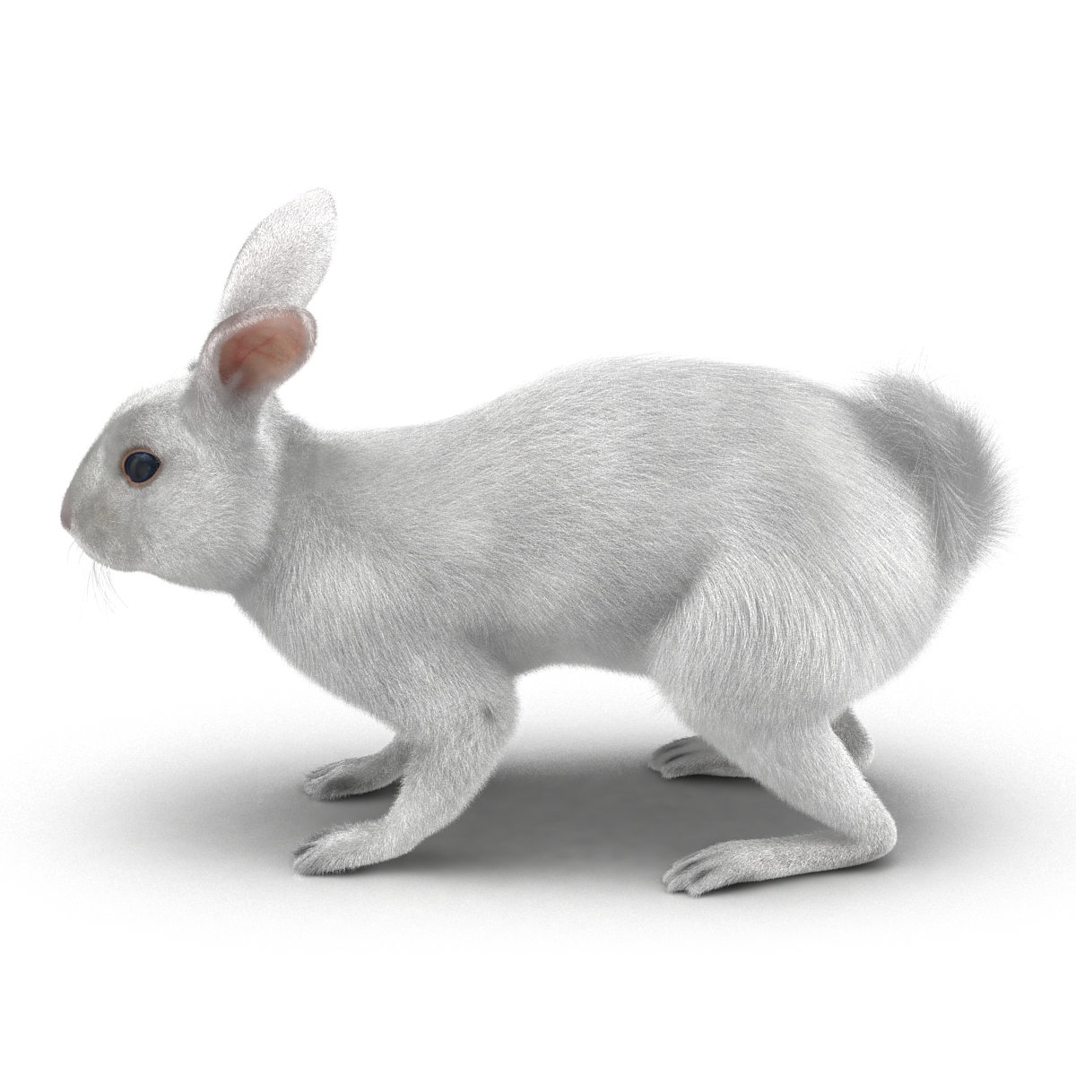 3d white rabbit rigged