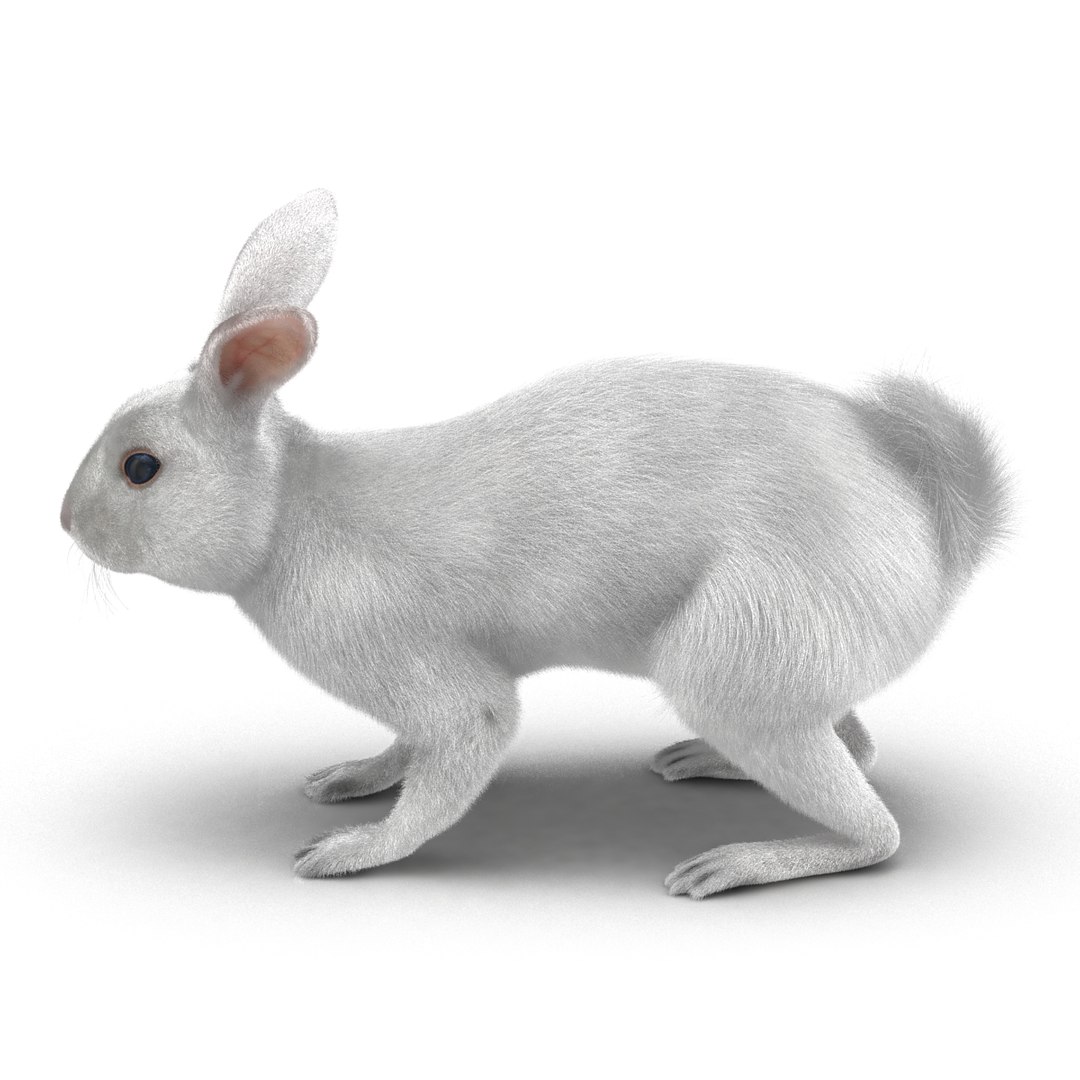 3d white rabbit rigged