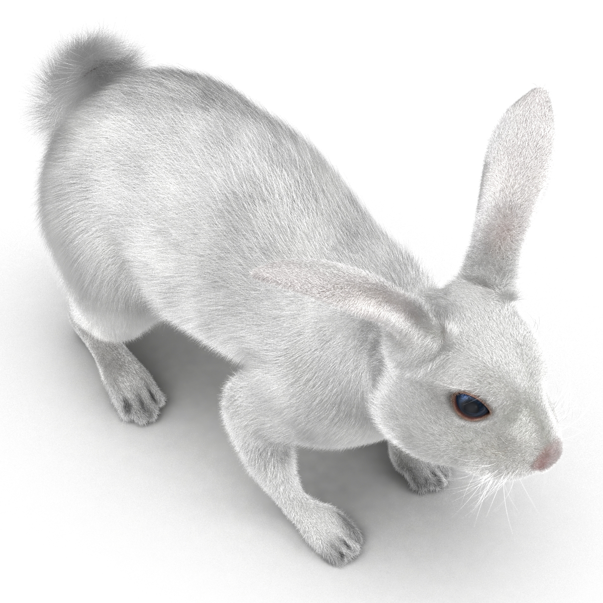 3d white rabbit rigged