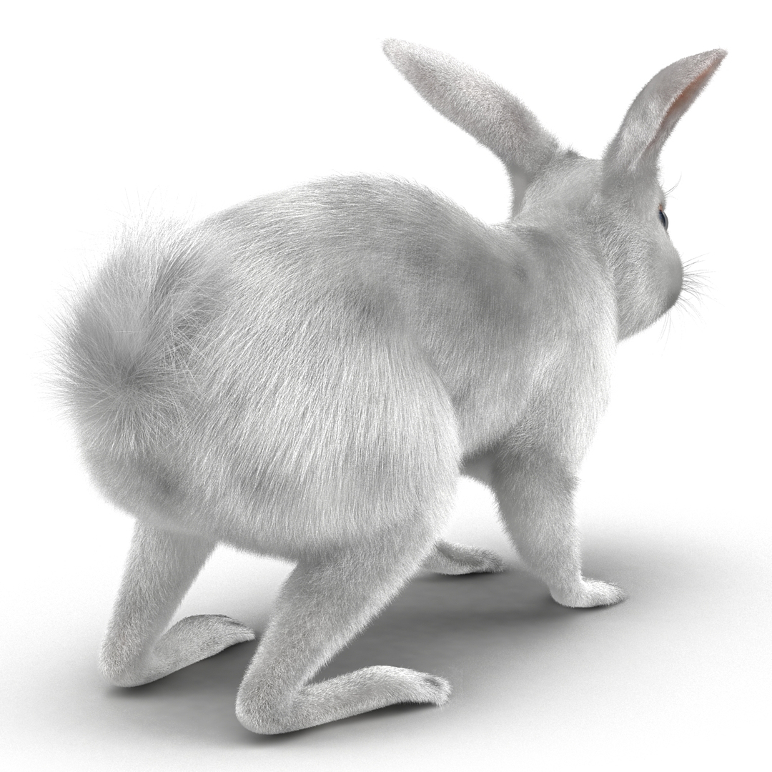 3d white rabbit rigged