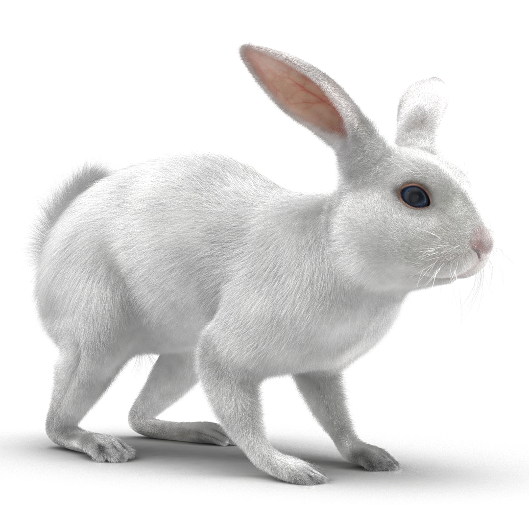 3d white rabbit rigged