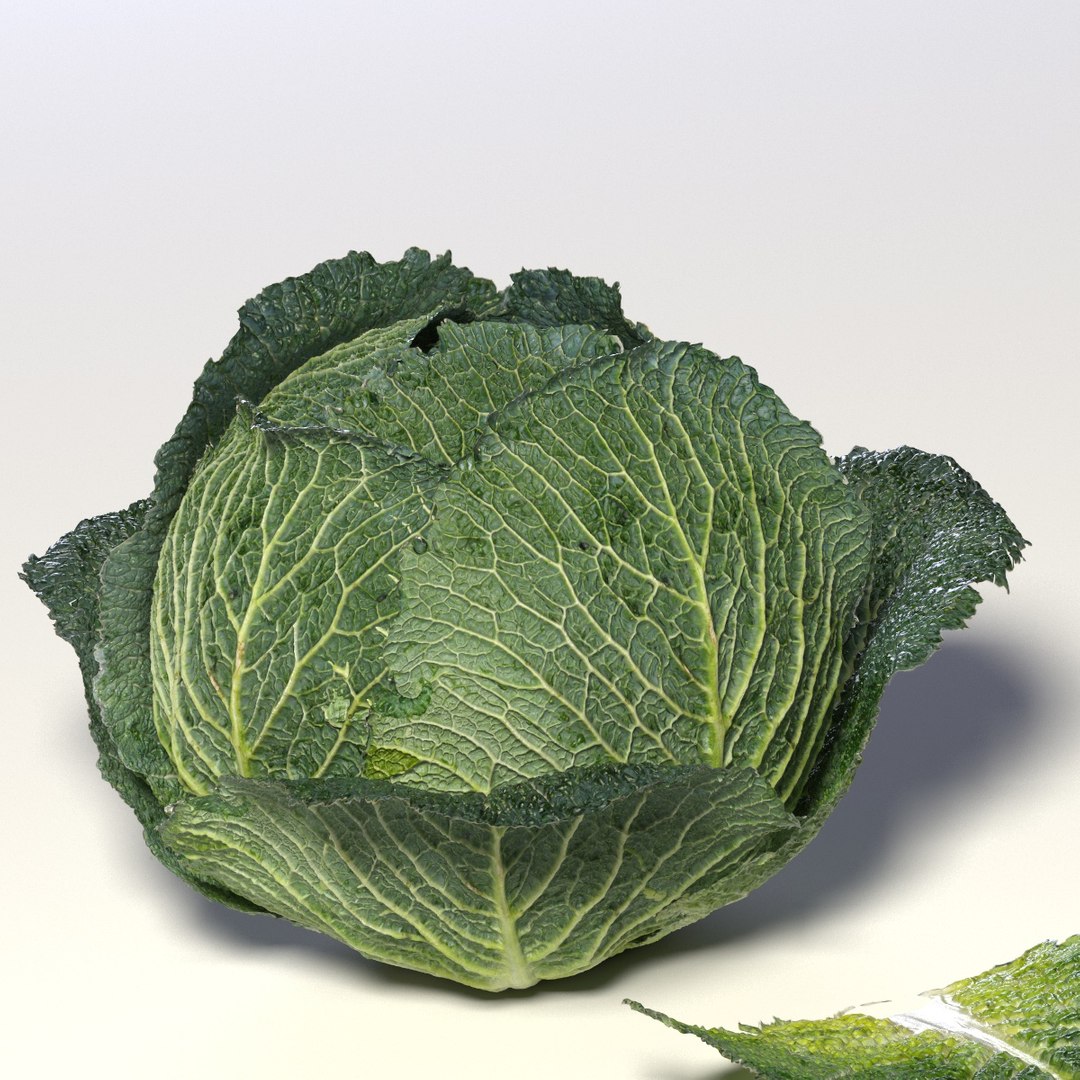 Realistic Cabbage 3d Obj