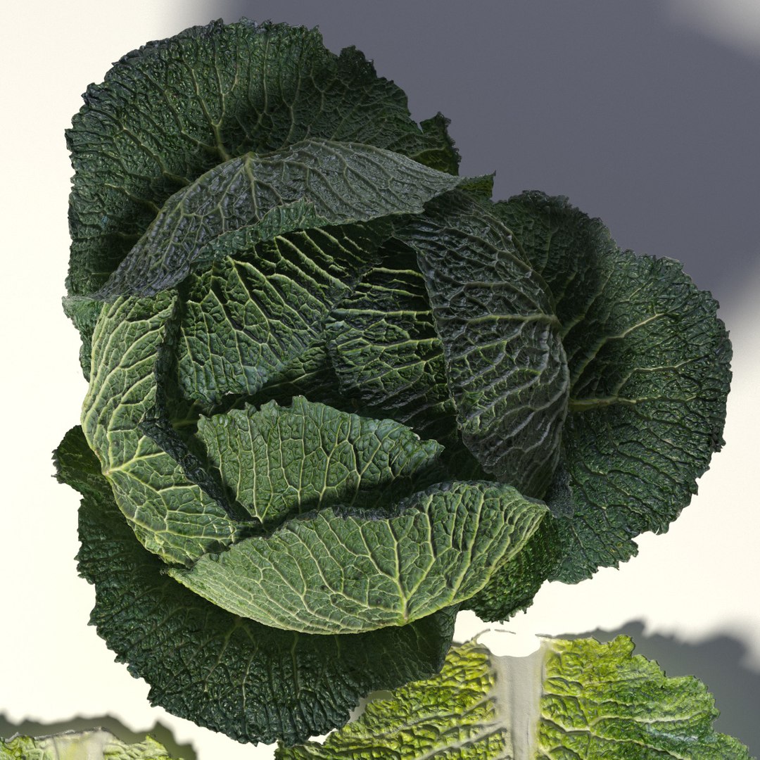 Realistic Cabbage 3d Obj
