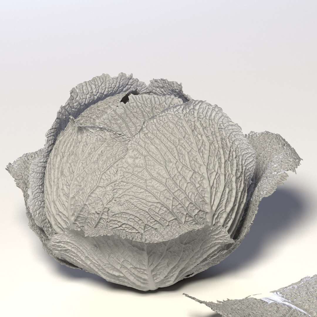 Realistic Cabbage 3d Obj