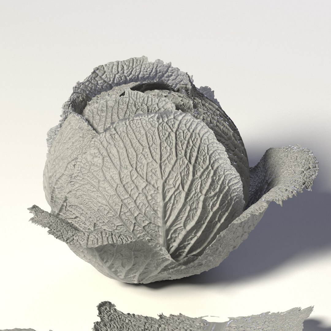 Realistic Cabbage 3d Obj