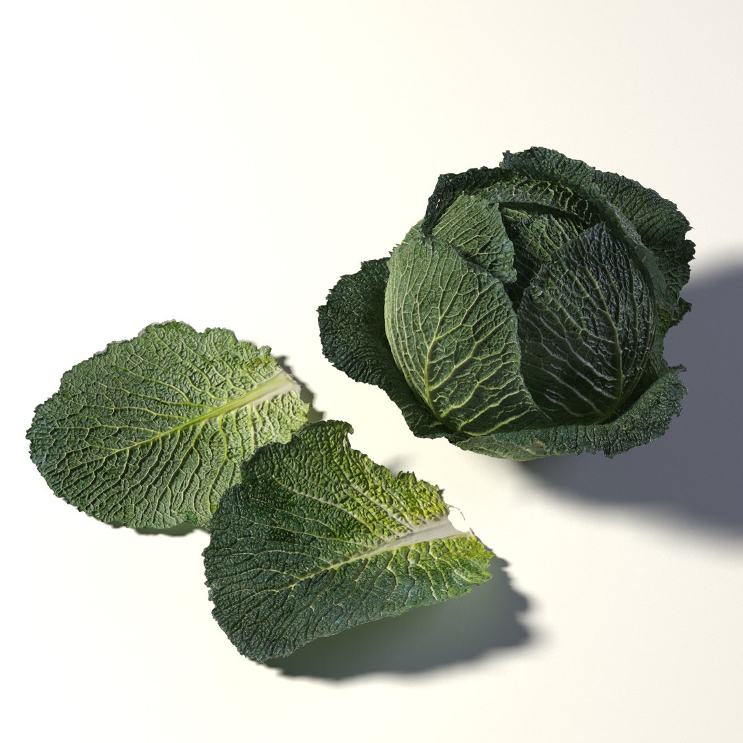 Realistic Cabbage 3d Obj