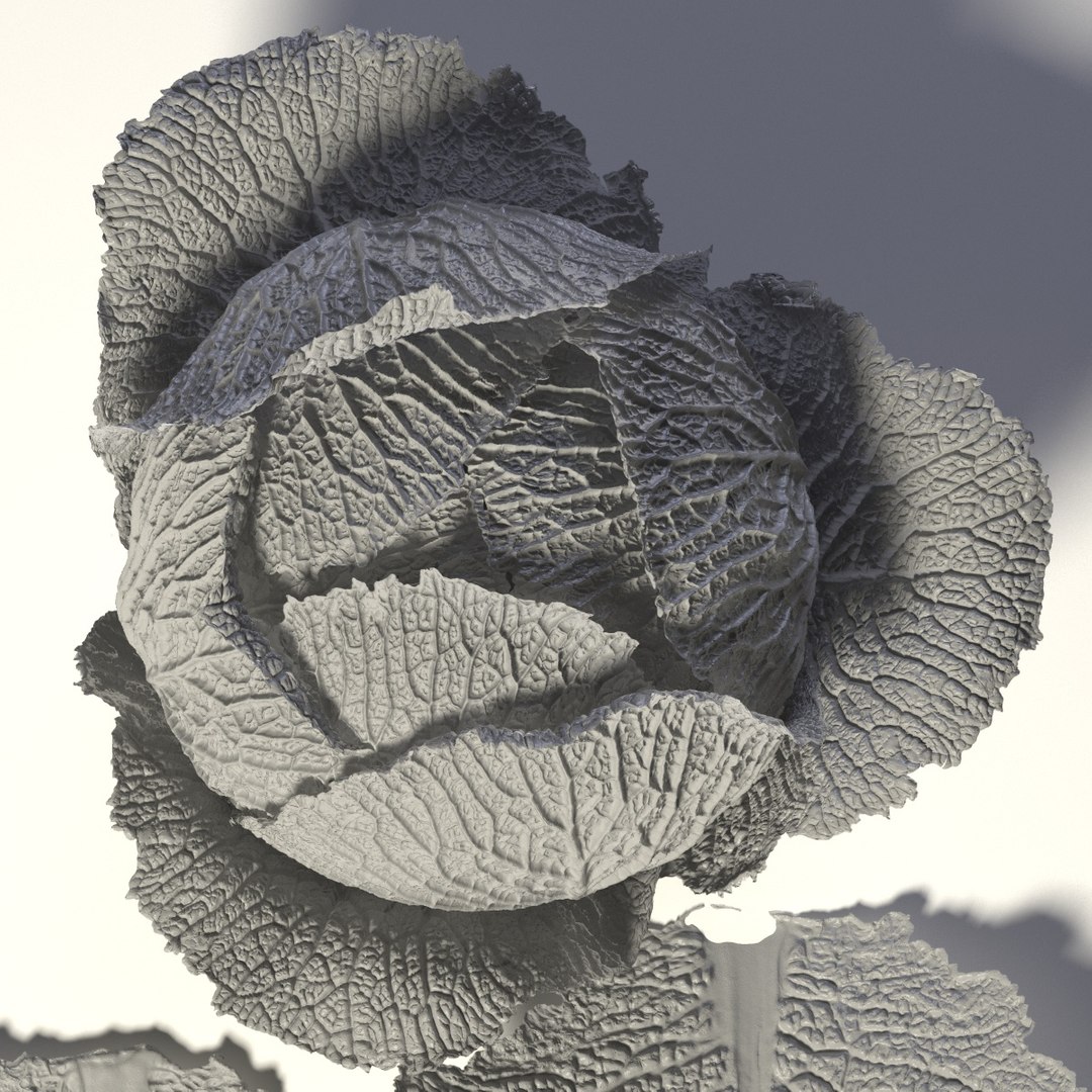 Realistic Cabbage 3d Obj
