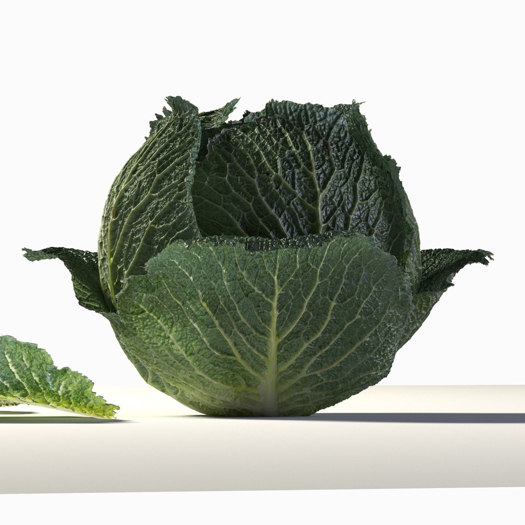 Realistic Cabbage 3d Obj