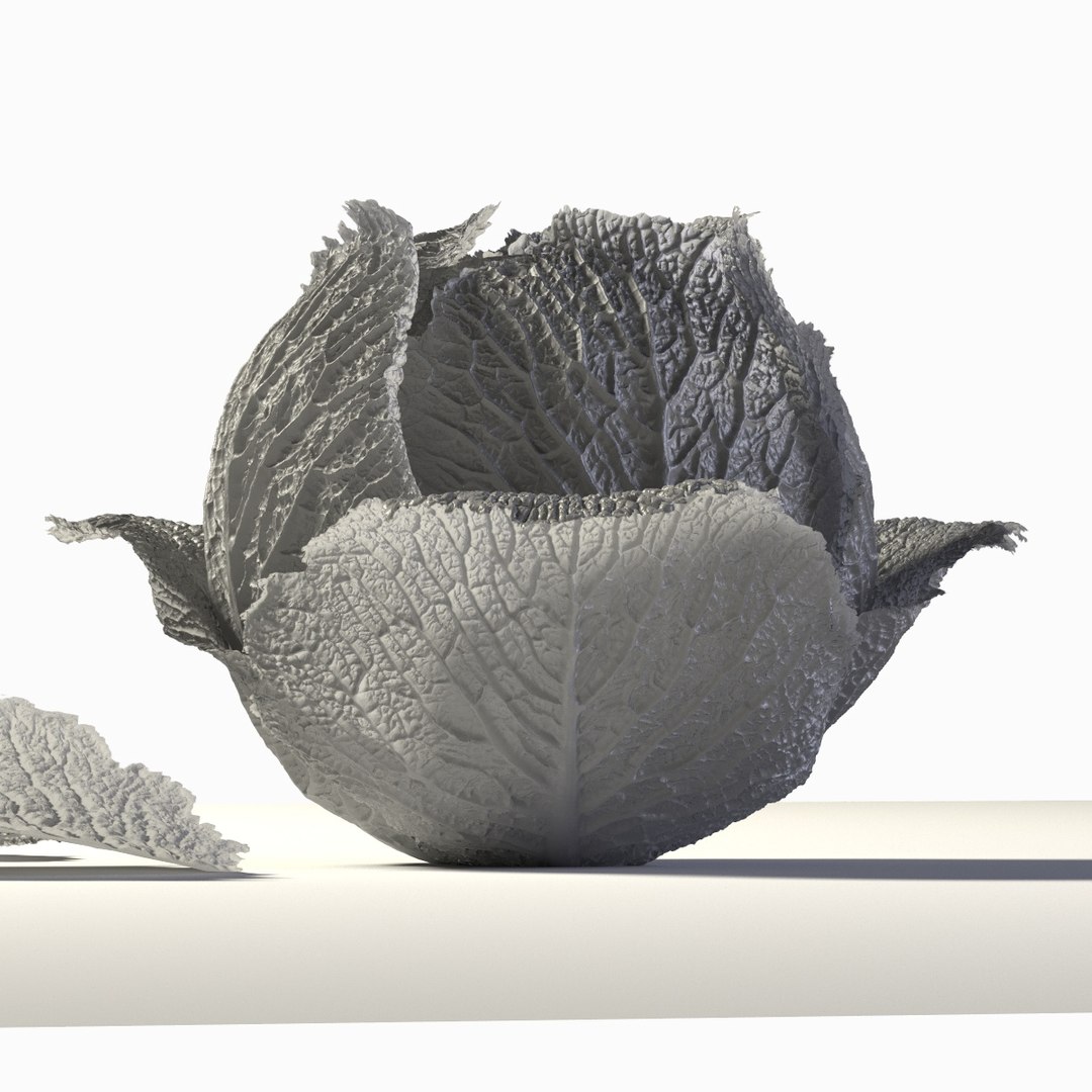 Realistic Cabbage 3d Obj